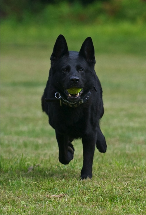 Canine Selection - Excel K9