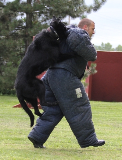 K-9 Handler Selection - Excel K9
